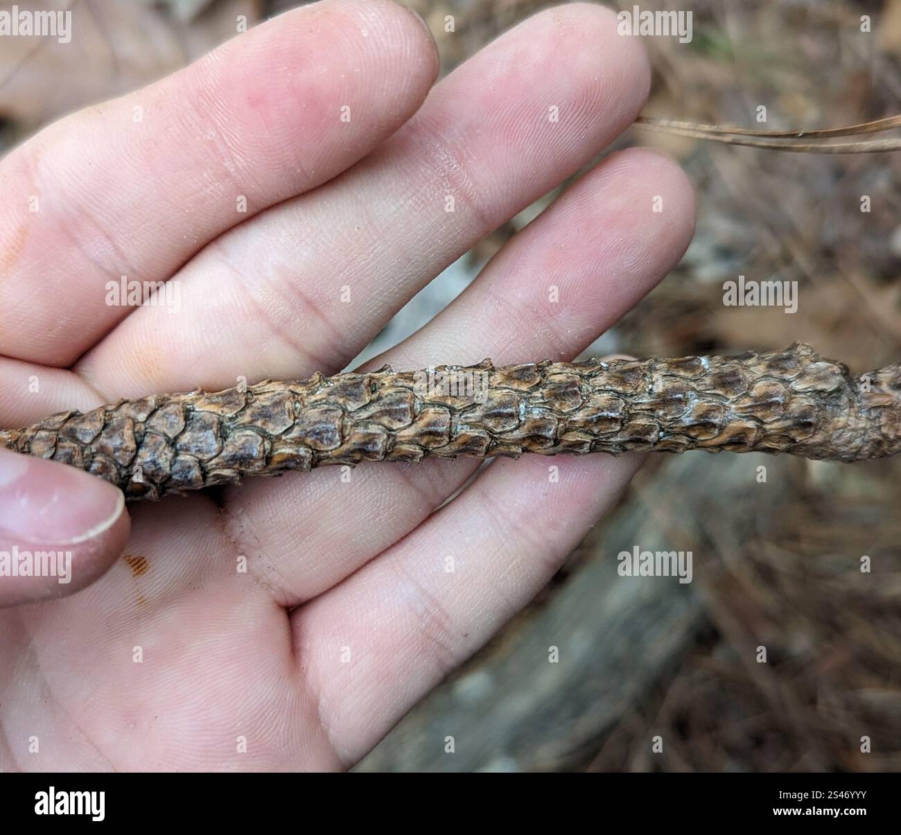 loblolly pine (Pinus taeda Stock Photo - Alamy