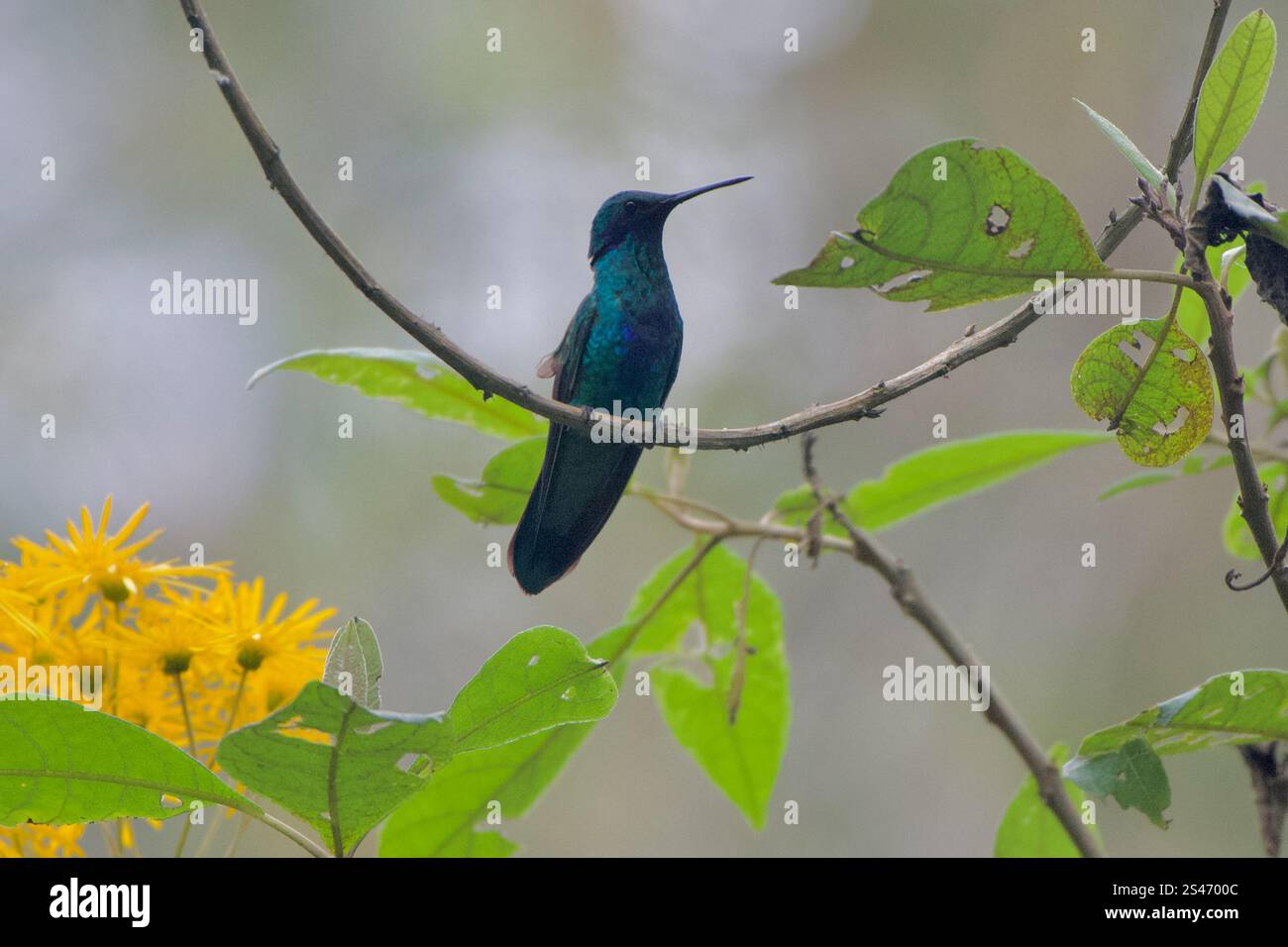 Sparkling Violetear (Colibri coruscans Stock Photo - Alamy