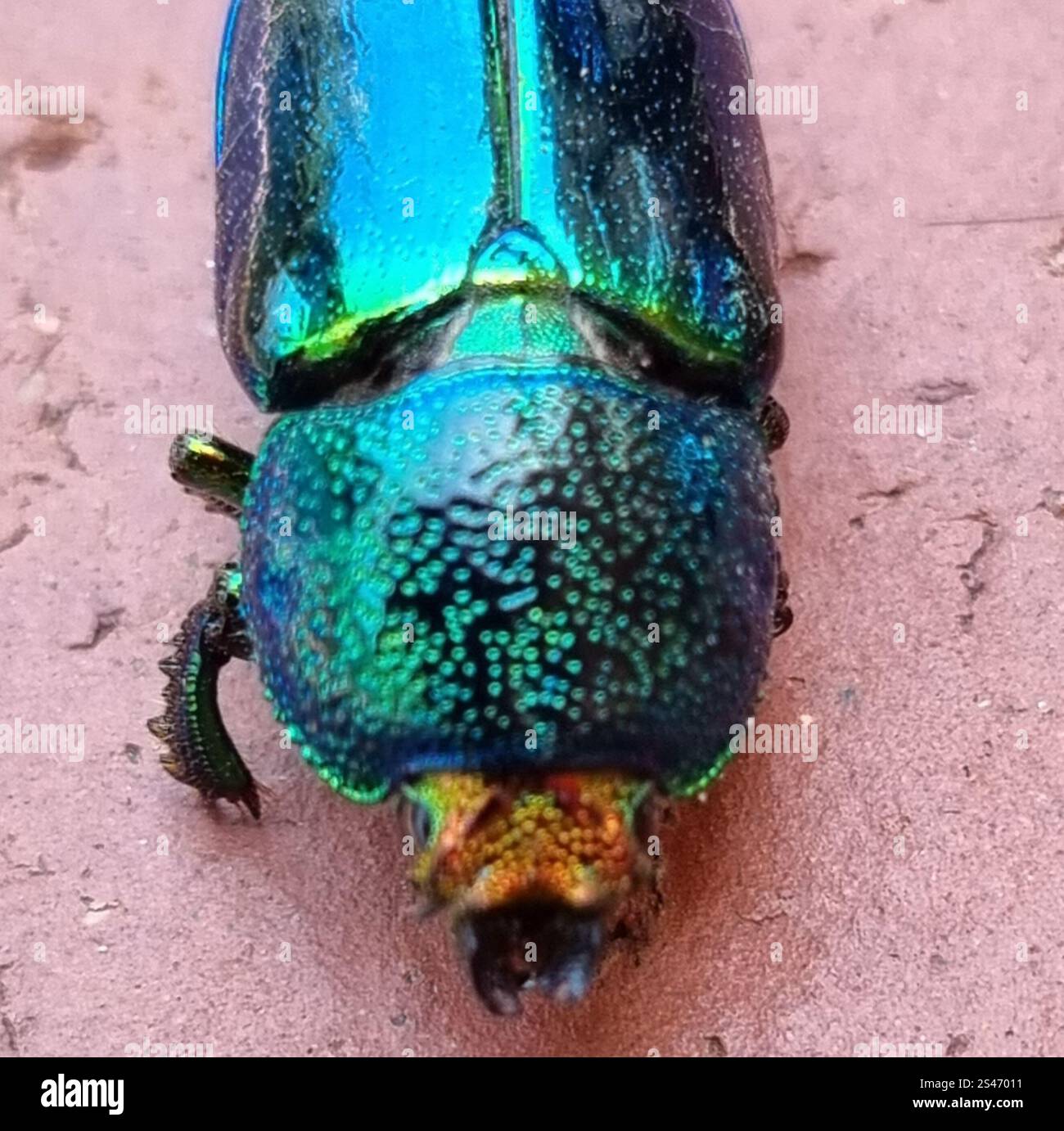 Golden Stag Beetle (Lamprima aurata Stock Photo - Alamy