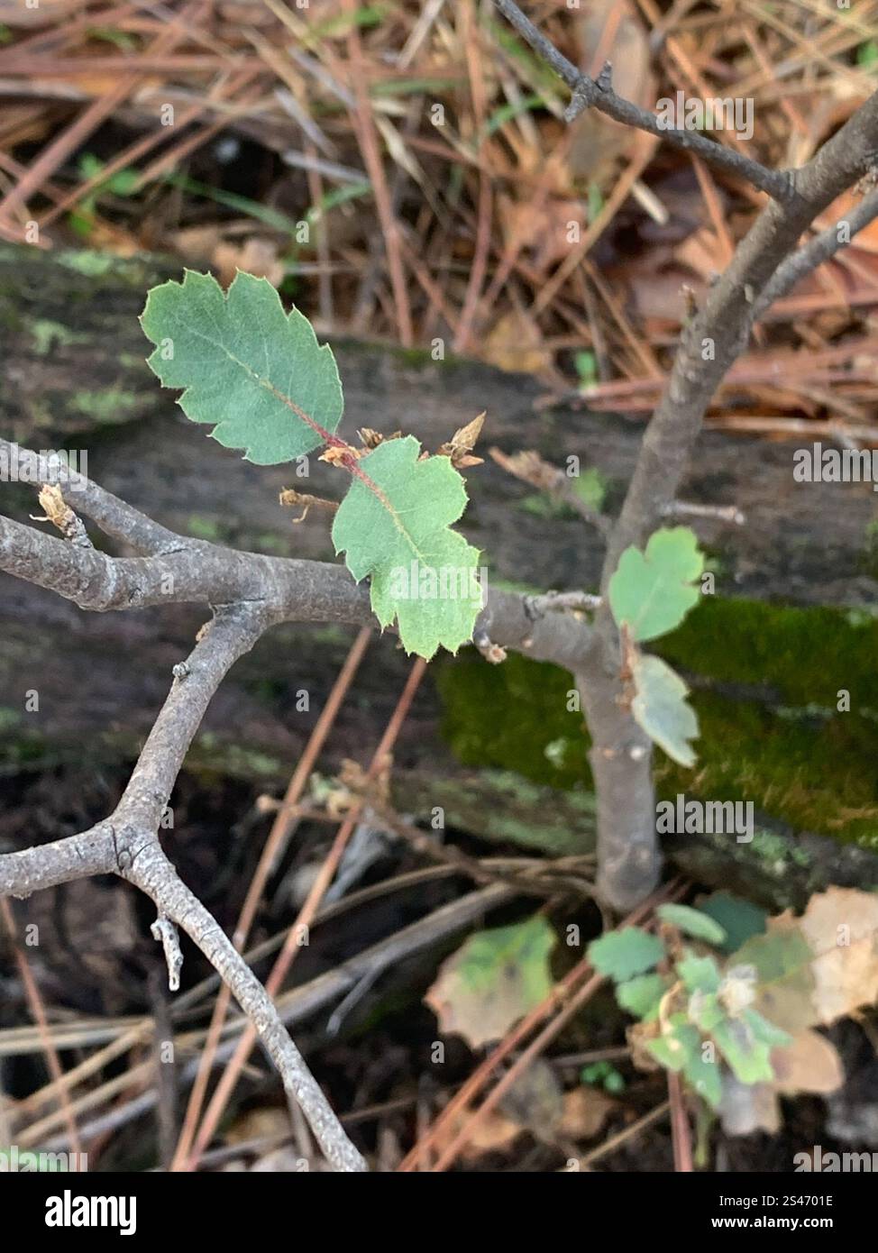 blue oak (Quercus douglasii Stock Photo - Alamy