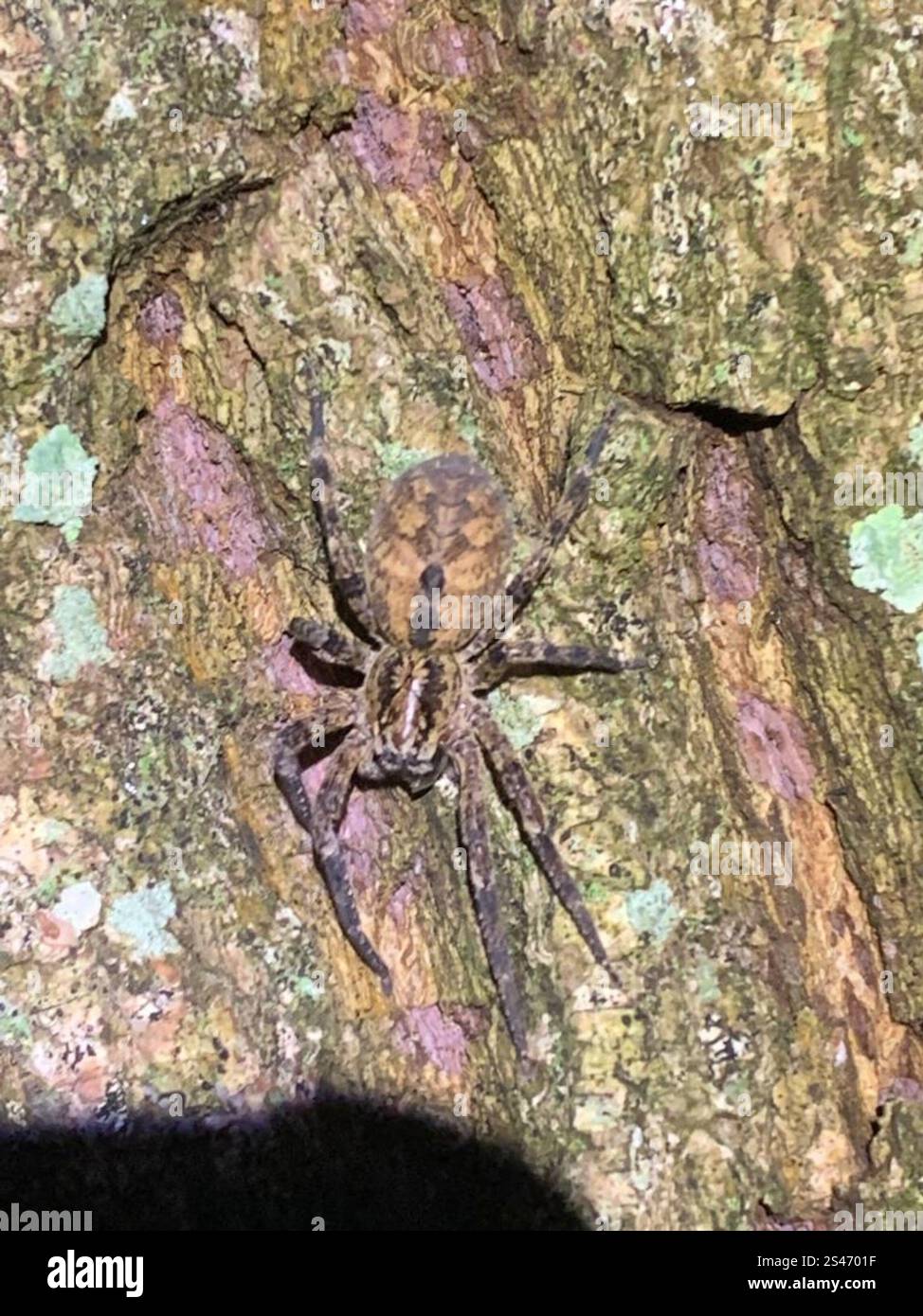 Mediterranean Spiny False Wolf Spider (Zoropsis spinimana Stock Photo ...