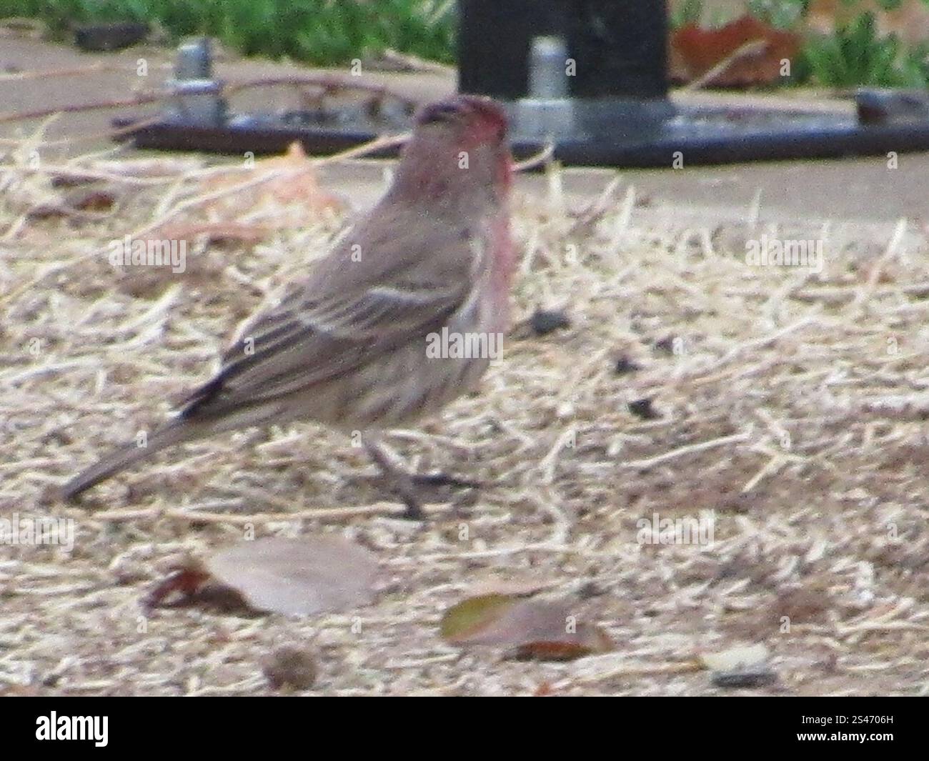 House Finch (Haemorhous mexicanus Stock Photo - Alamy