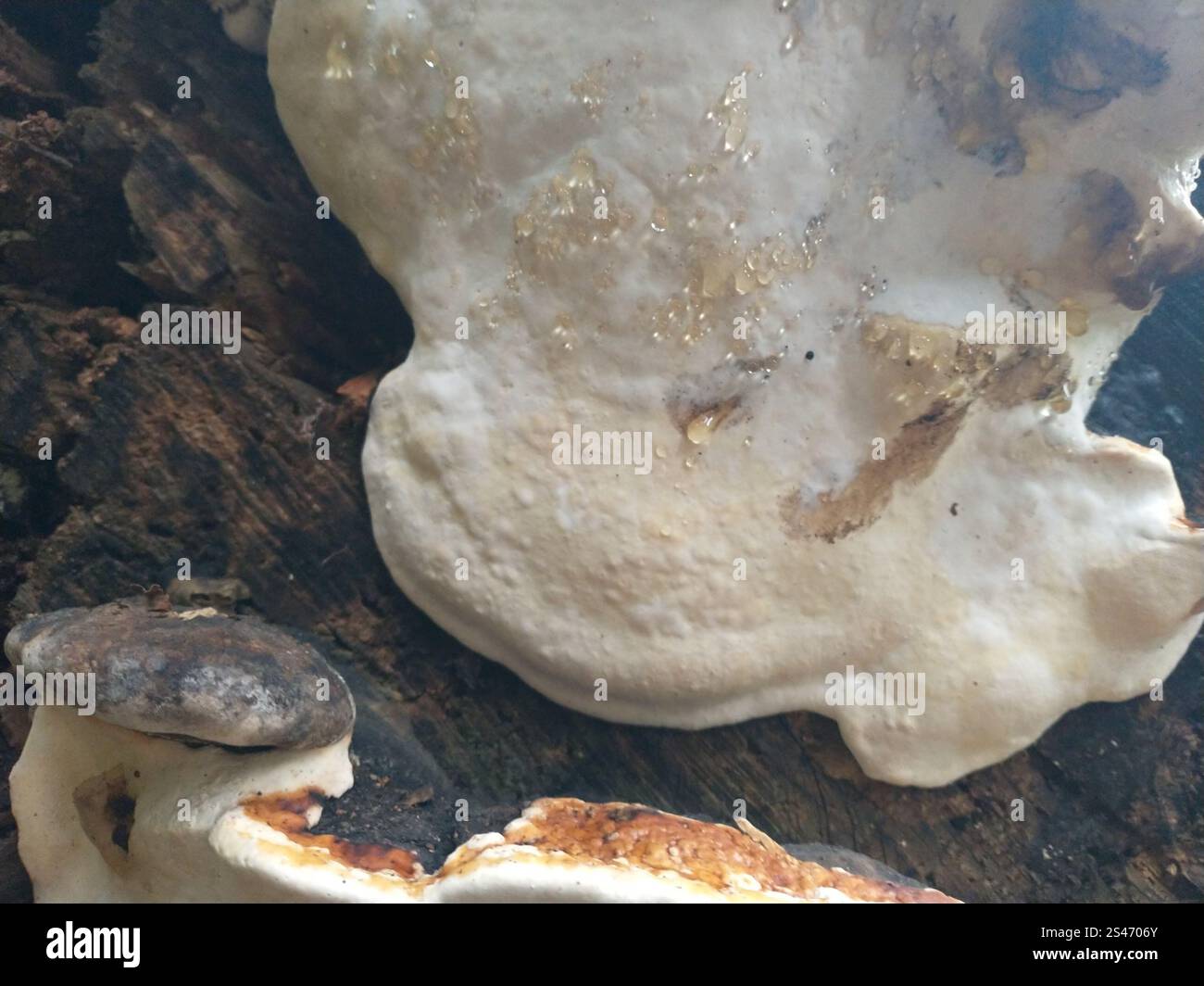 Red-banded Conks (Fomitopsis pinicola Stock Photo - Alamy