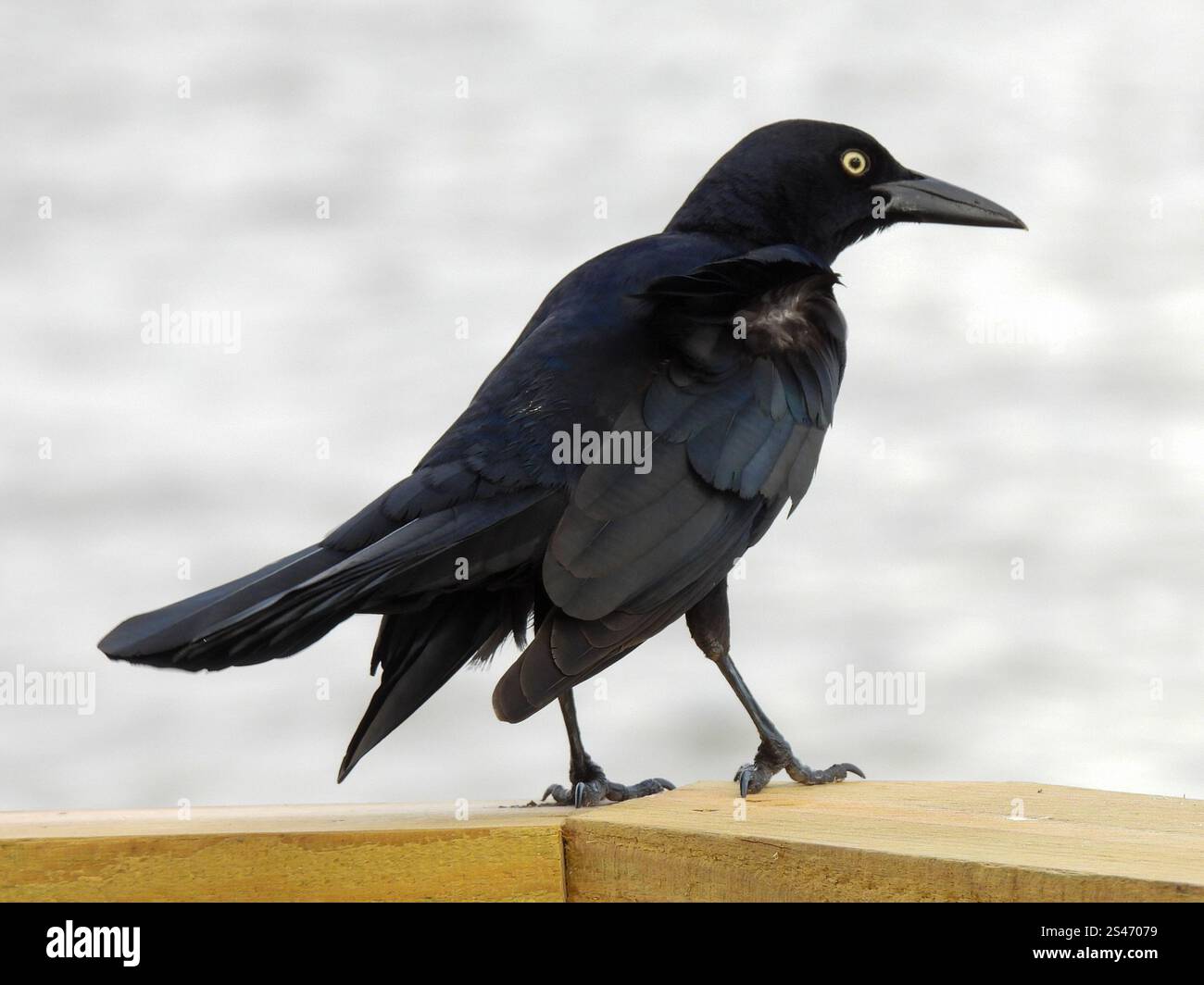 Great-tailed Grackle (Quiscalus mexicanus Stock Photo - Alamy