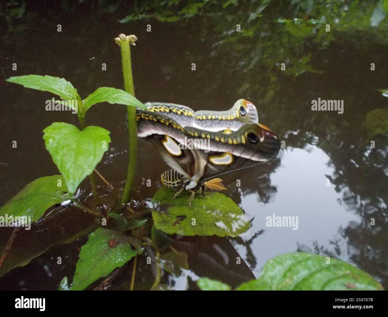 Epiphora hi-res stock photography and images - Alamy