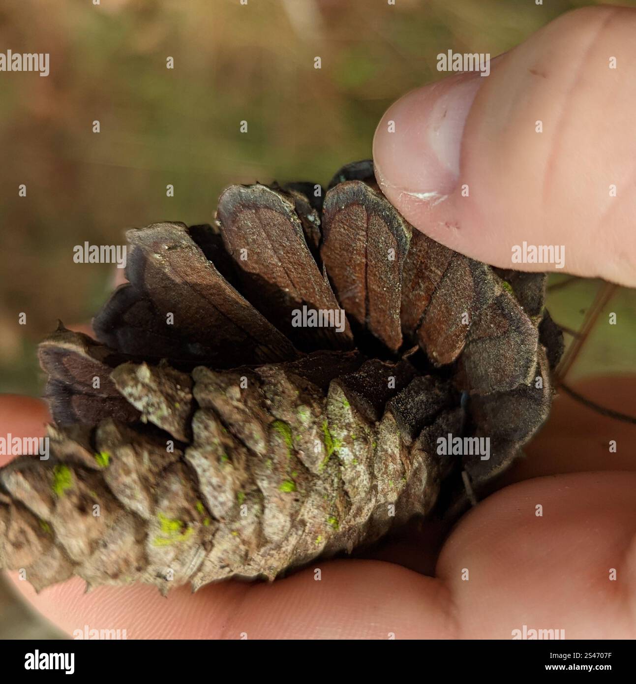 sand pine (Pinus clausa Stock Photo - Alamy