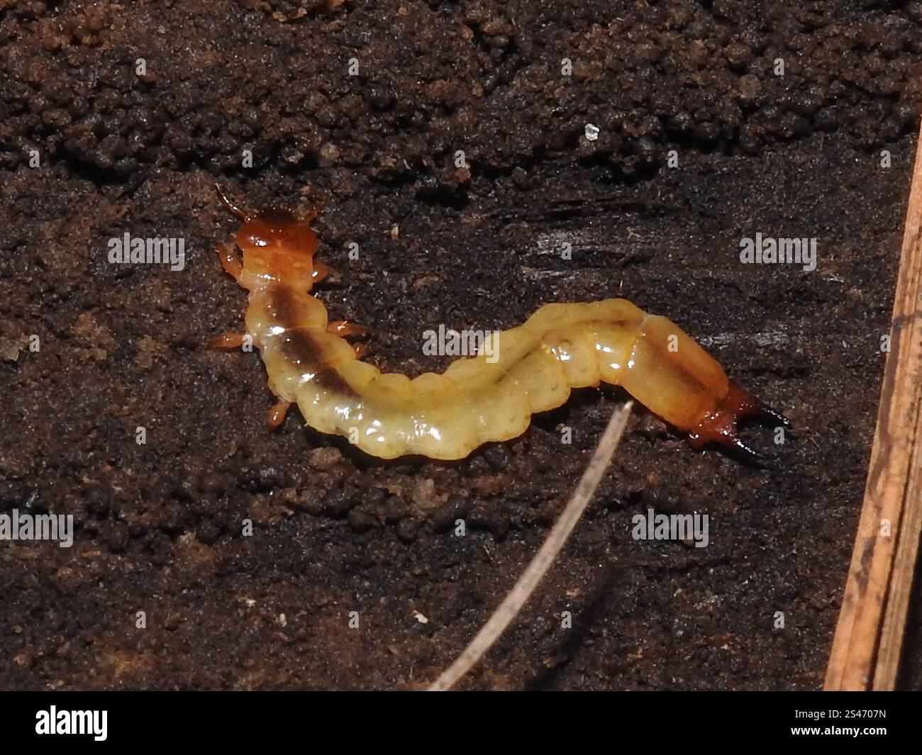 Canada Fire-colored Beetle (Dendroides canadensis Stock Photo - Alamy