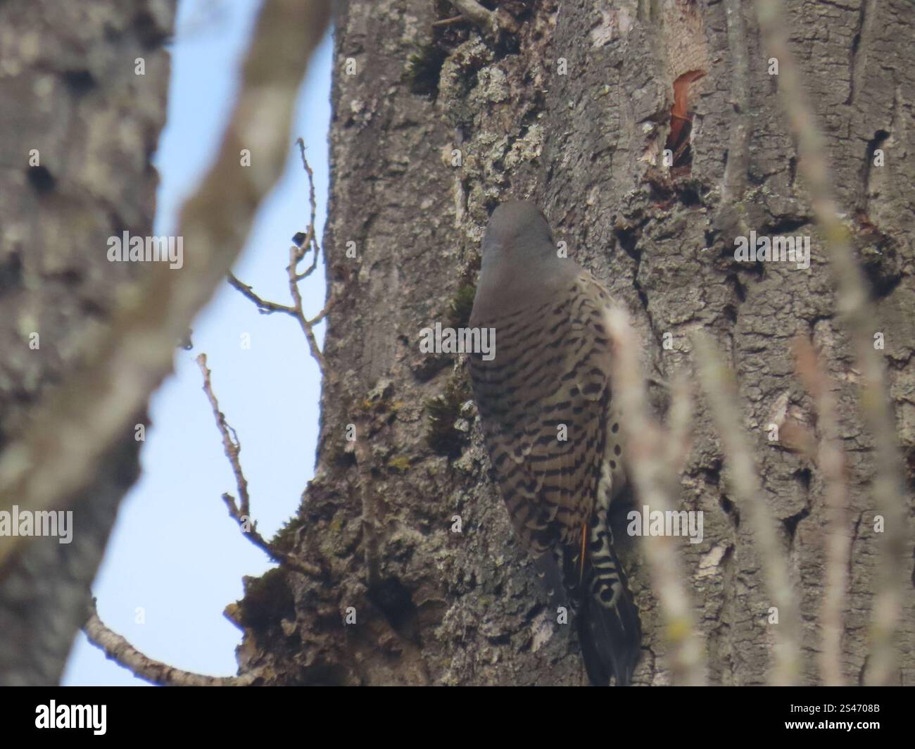 Northern Flicker (Colaptes auratus Stock Photo - Alamy
