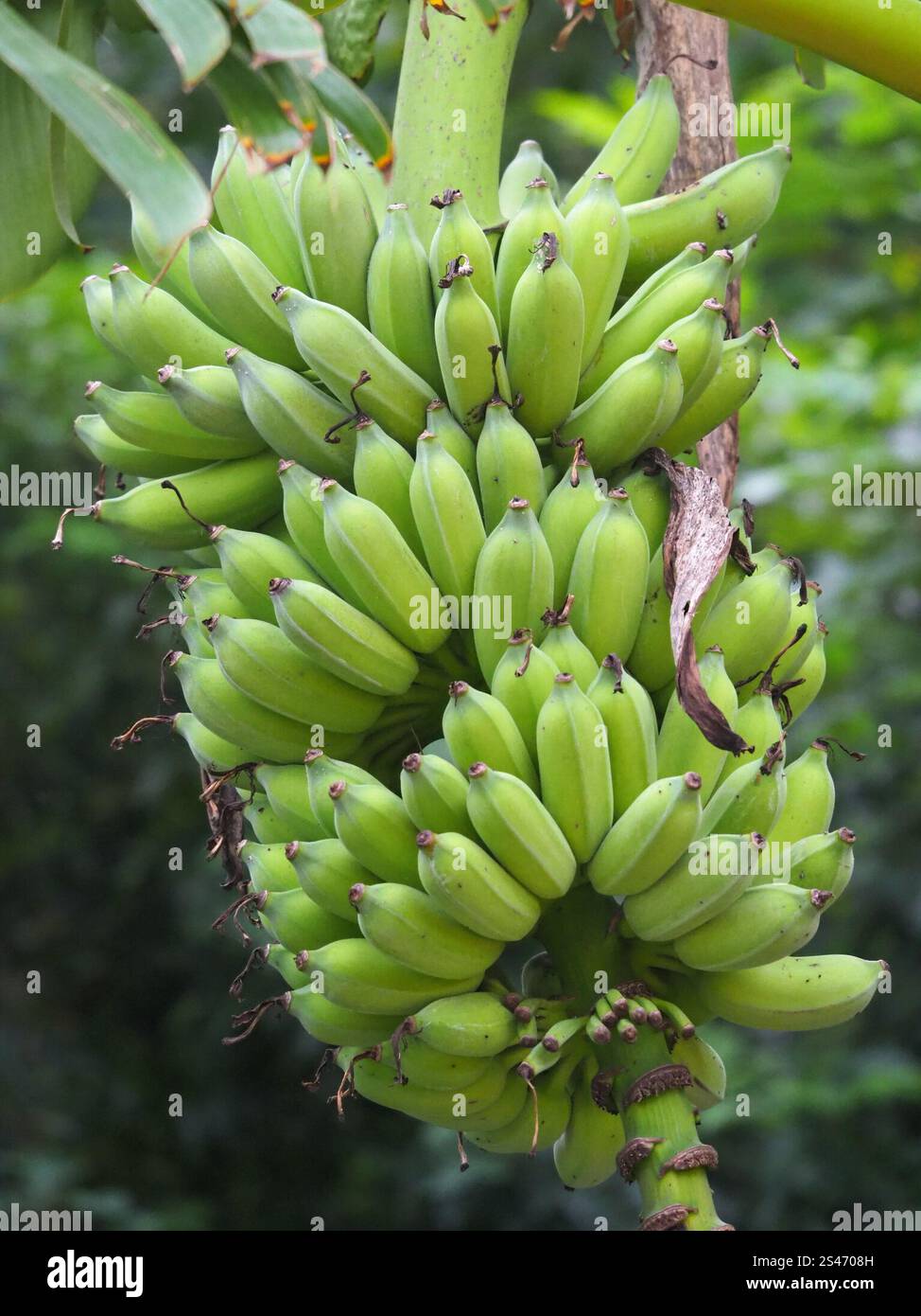 Plantain (Musa × paradisiaca Stock Photo - Alamy