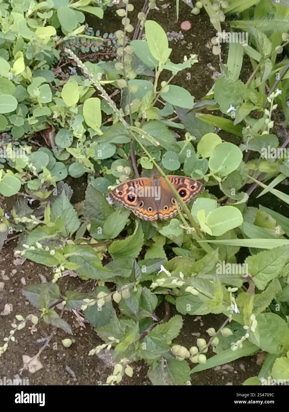 South American Tropical Buckeye (Junonia evarete Stock Photo - Alamy