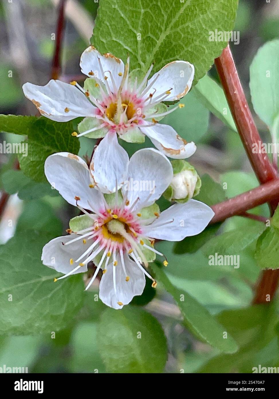 Desert Apricot (Prunus fremontii Stock Photo - Alamy