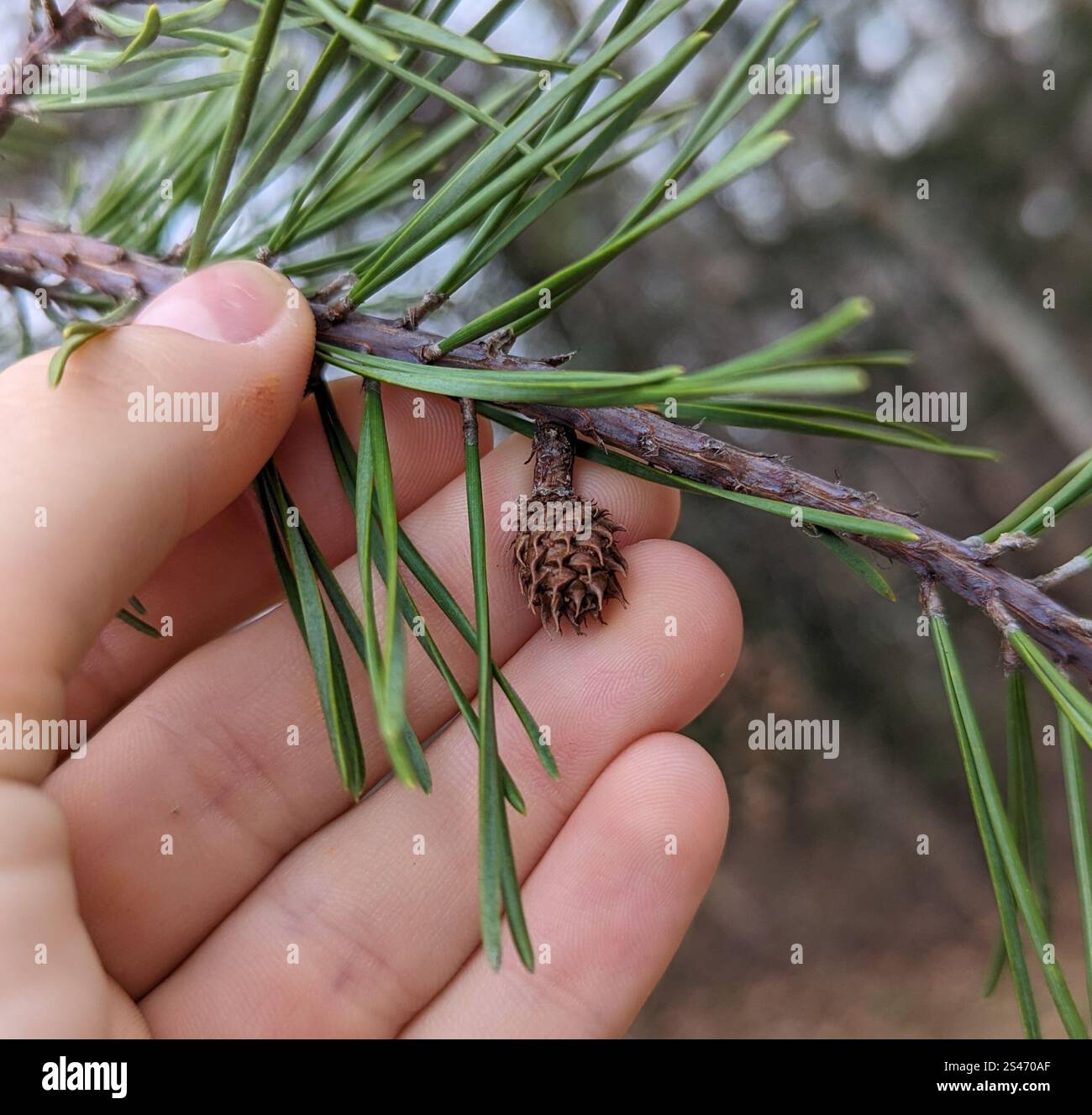 Virginia pine (Pinus virginiana Stock Photo - Alamy
