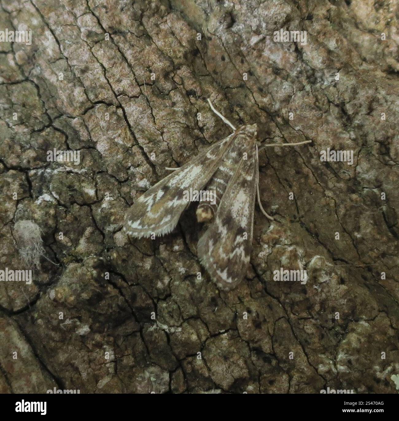 Pond moth (Hygraula nitens Stock Photo - Alamy