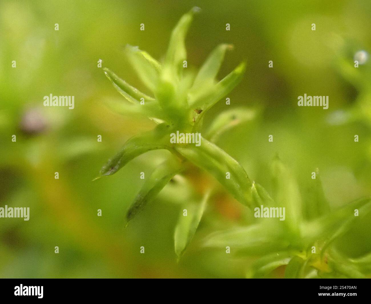 Bird's-Claw Beard-Moss (Barbula unguiculata Stock Photo - Alamy