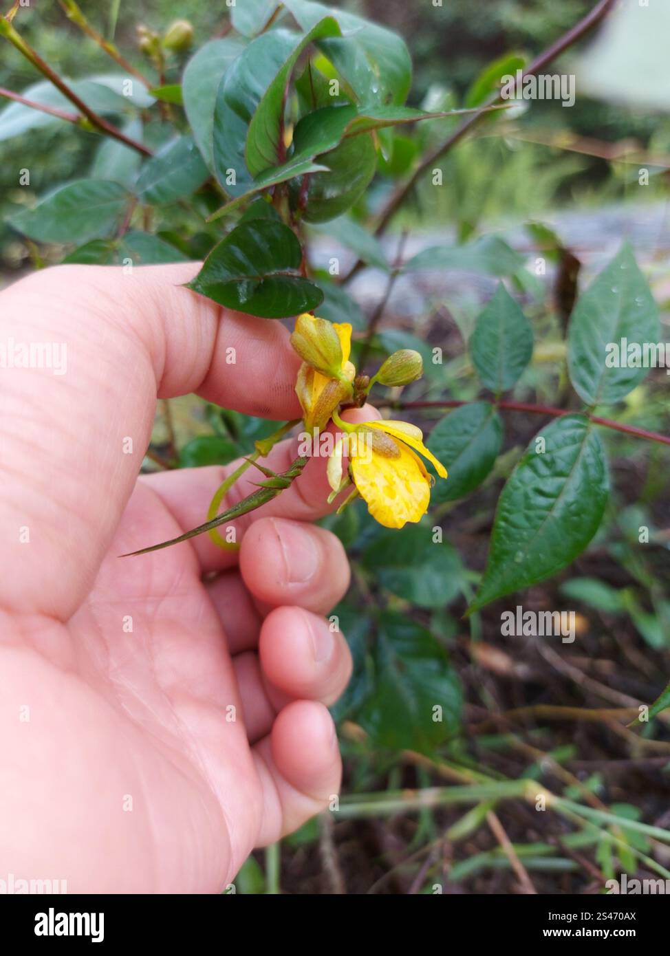 Coffee Senna (Senna occidentalis Stock Photo - Alamy