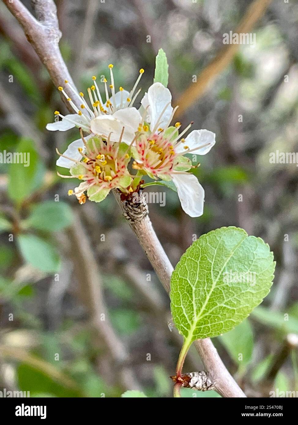 Desert Apricot (Prunus fremontii Stock Photo - Alamy