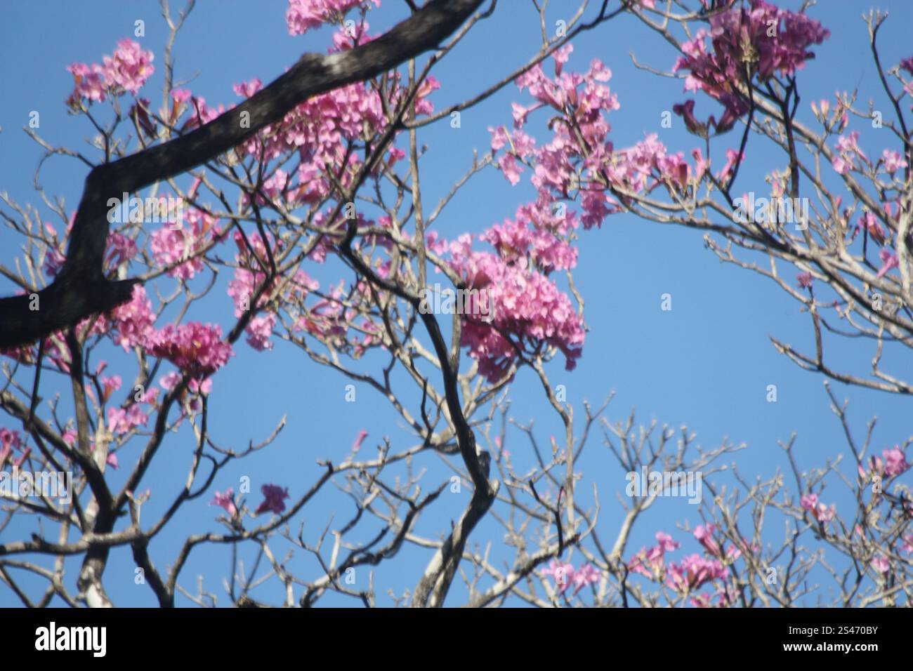Pink poui (Tabebuia rosea Stock Photo - Alamy