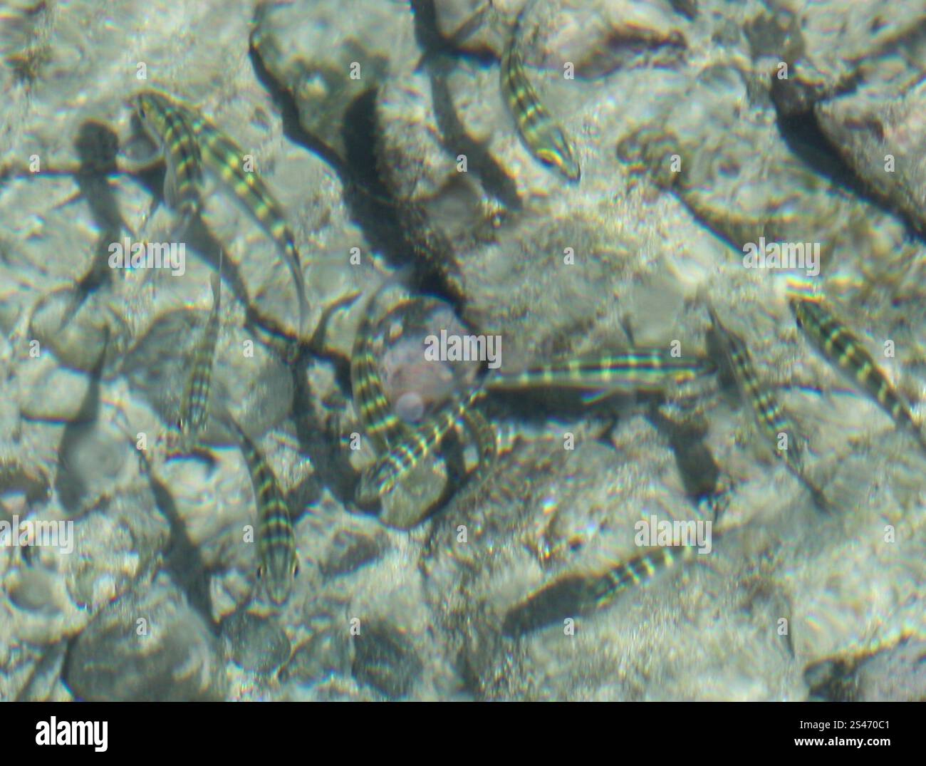 Ray-finned Fishes (Actinopterygii Stock Photo - Alamy