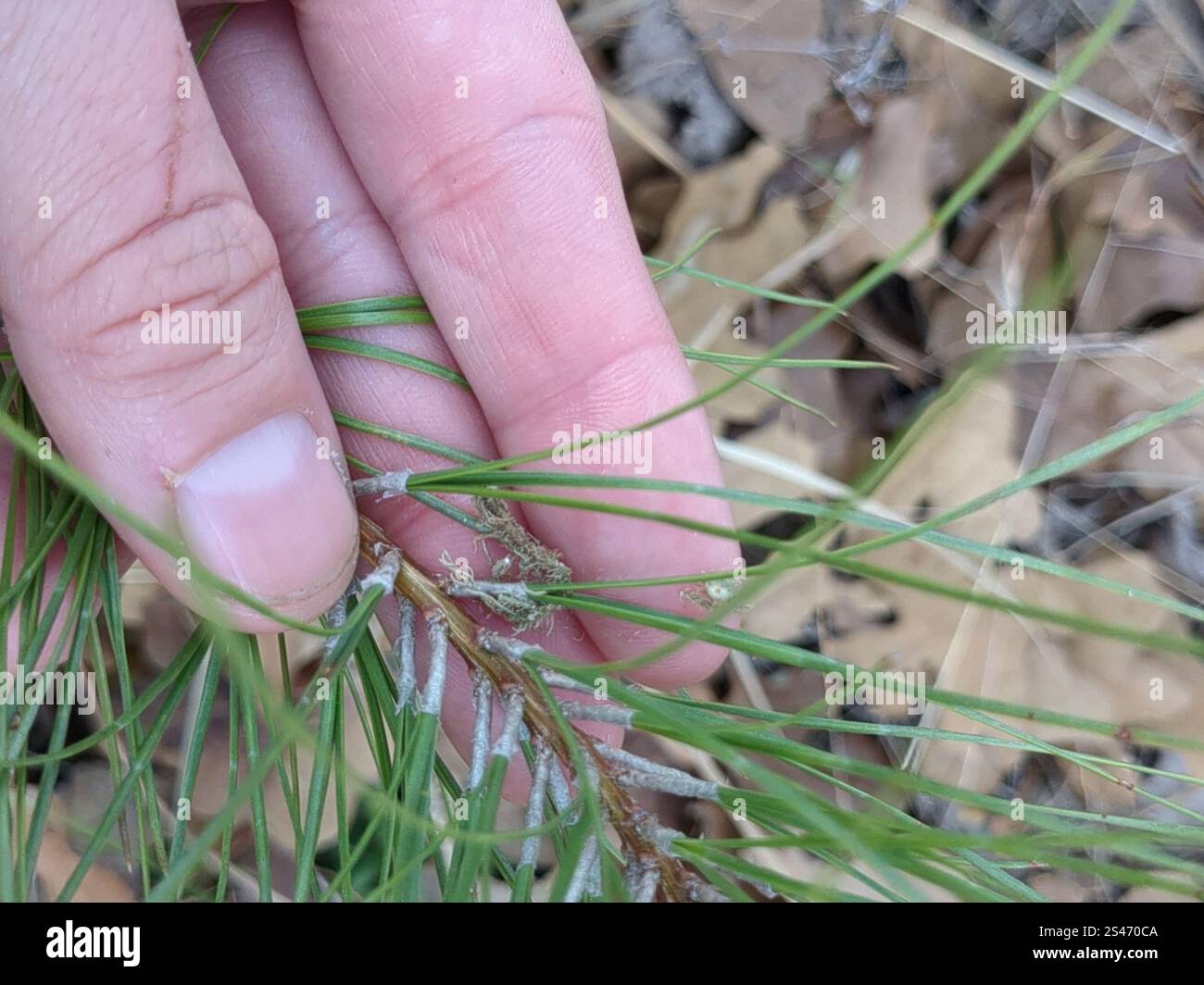 loblolly pine (Pinus taeda Stock Photo - Alamy