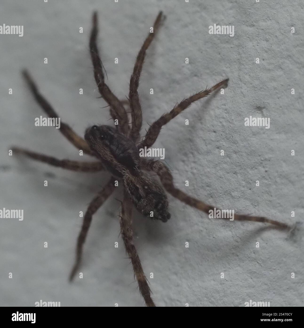 Brush-legged Spiders (Schizocosa Stock Photo - Alamy