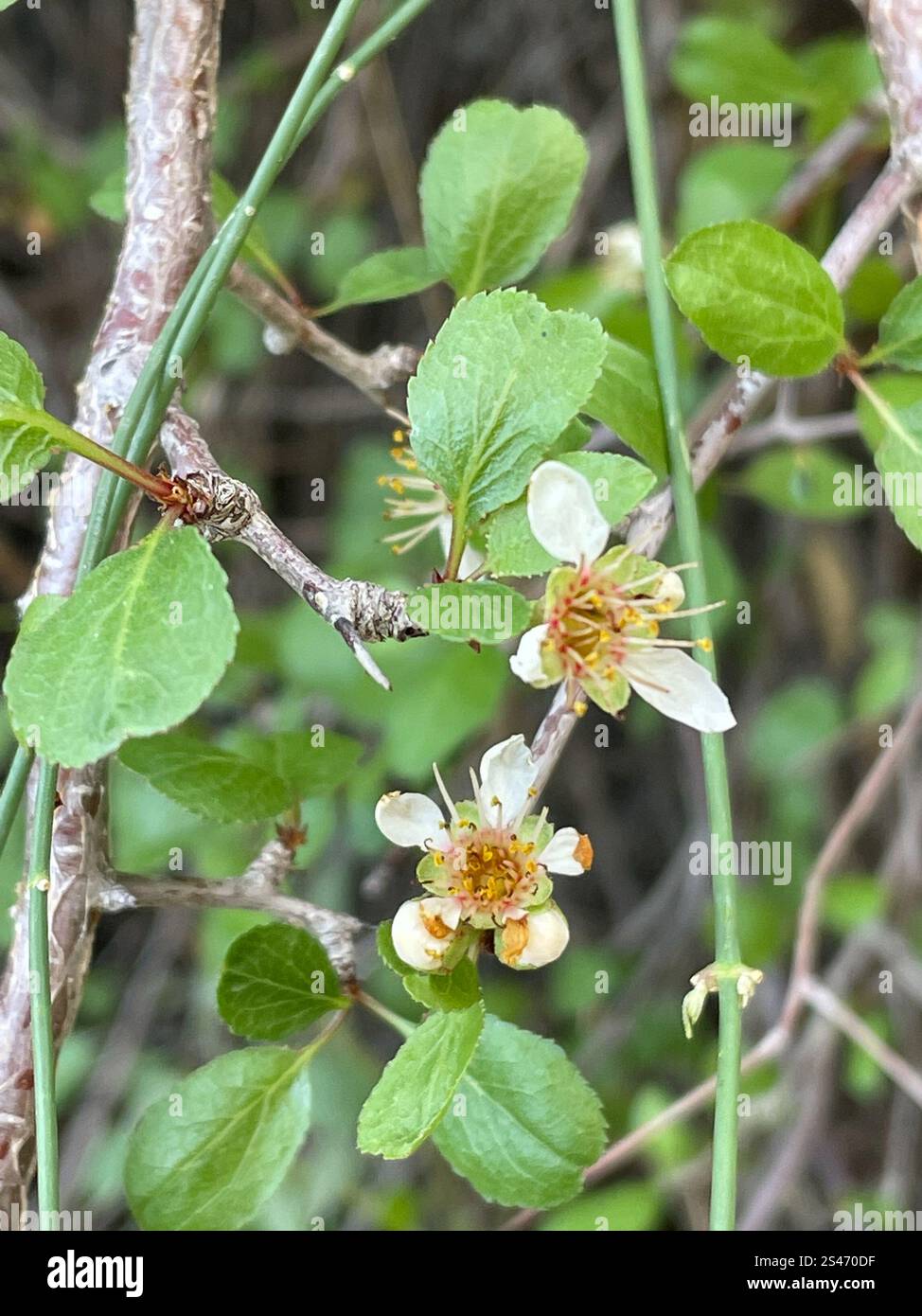 Desert Apricot (Prunus fremontii Stock Photo - Alamy