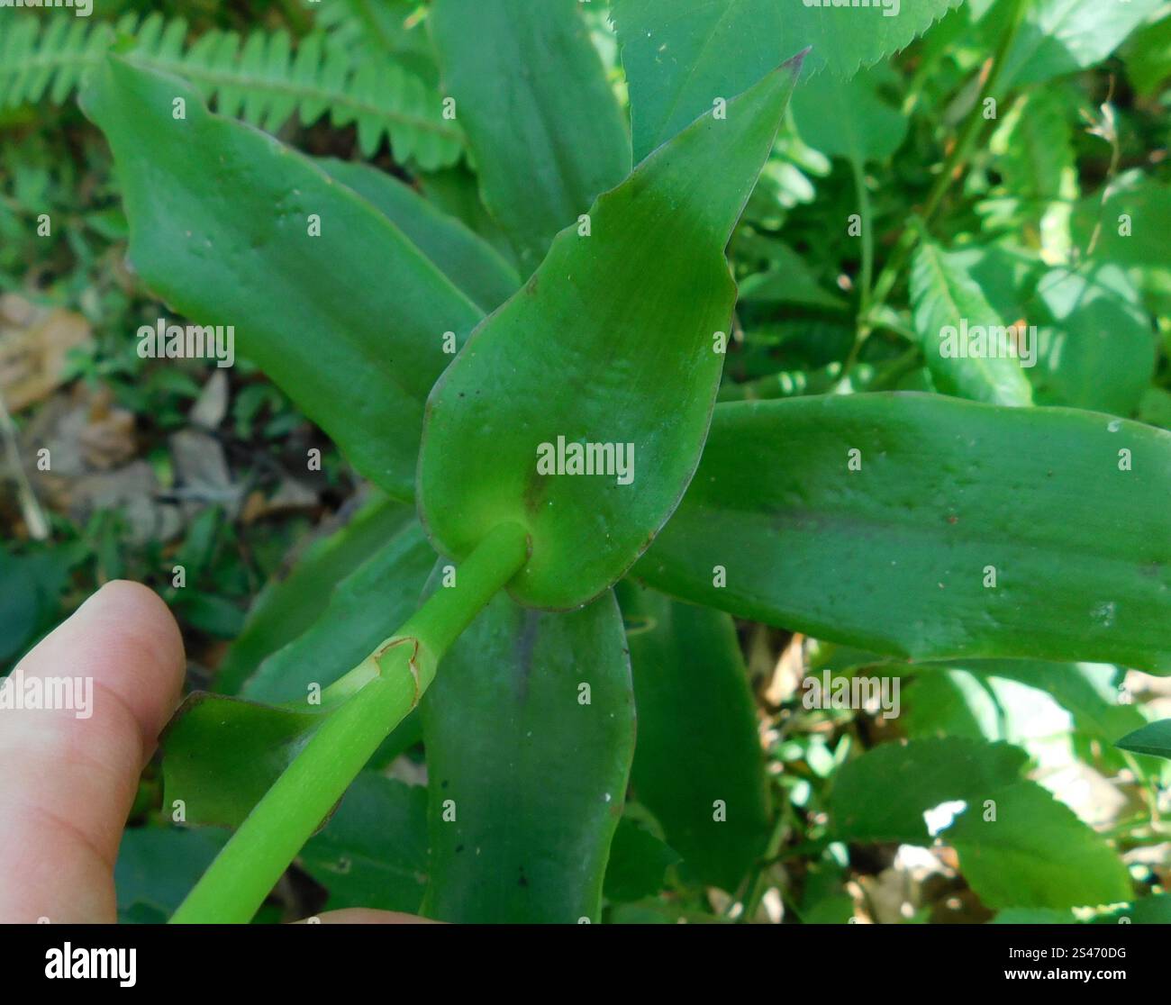 False Bromeliad Plant (Callisia fragrans Stock Photo - Alamy