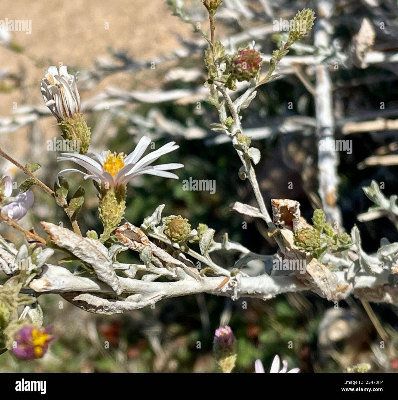 California Aster (Corethrogyne filaginifolia Stock Photo - Alamy