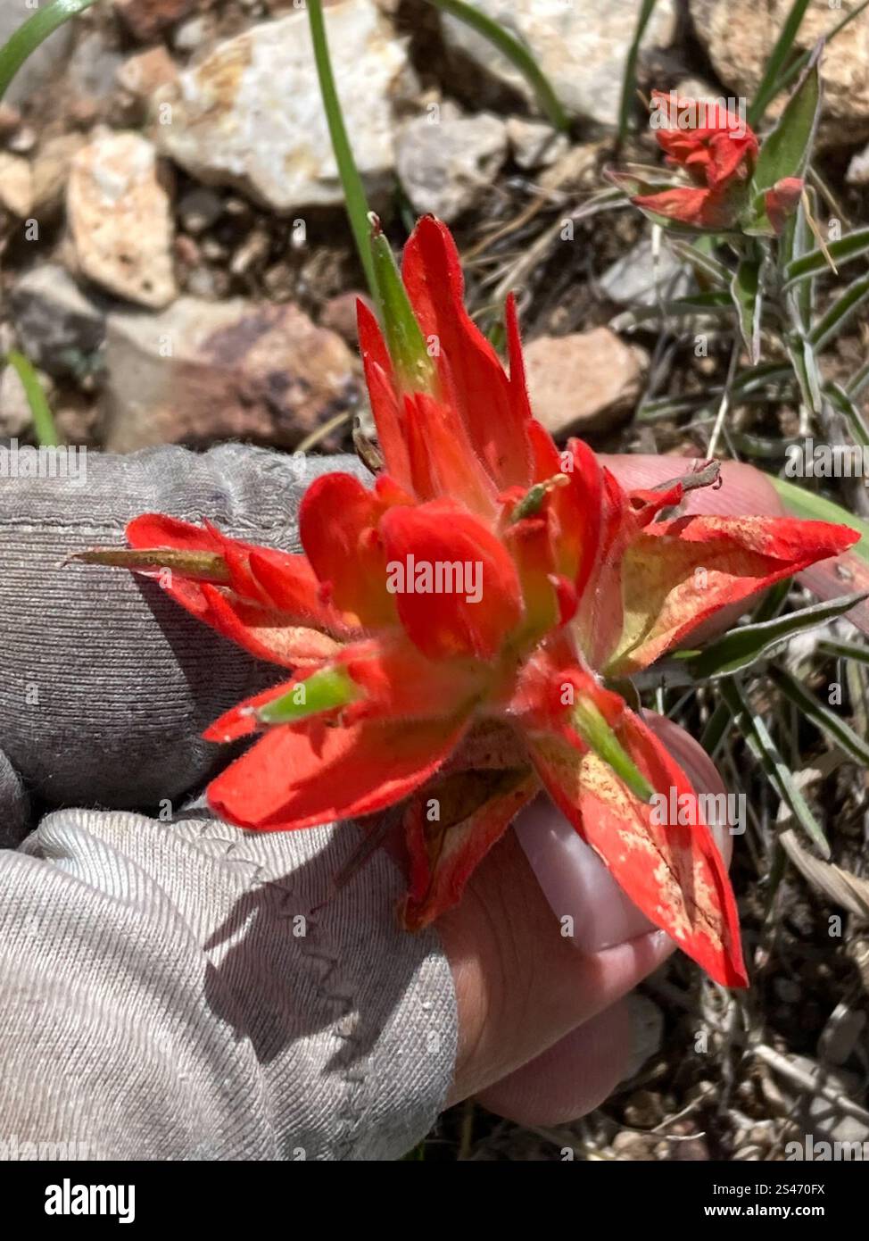 Wholeleaf Paintbrush (Castilleja integra Stock Photo - Alamy