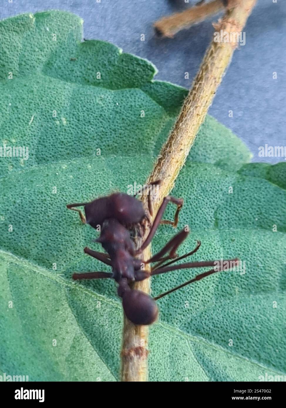 Atta Leaf-cutter Ants (Atta Stock Photo - Alamy