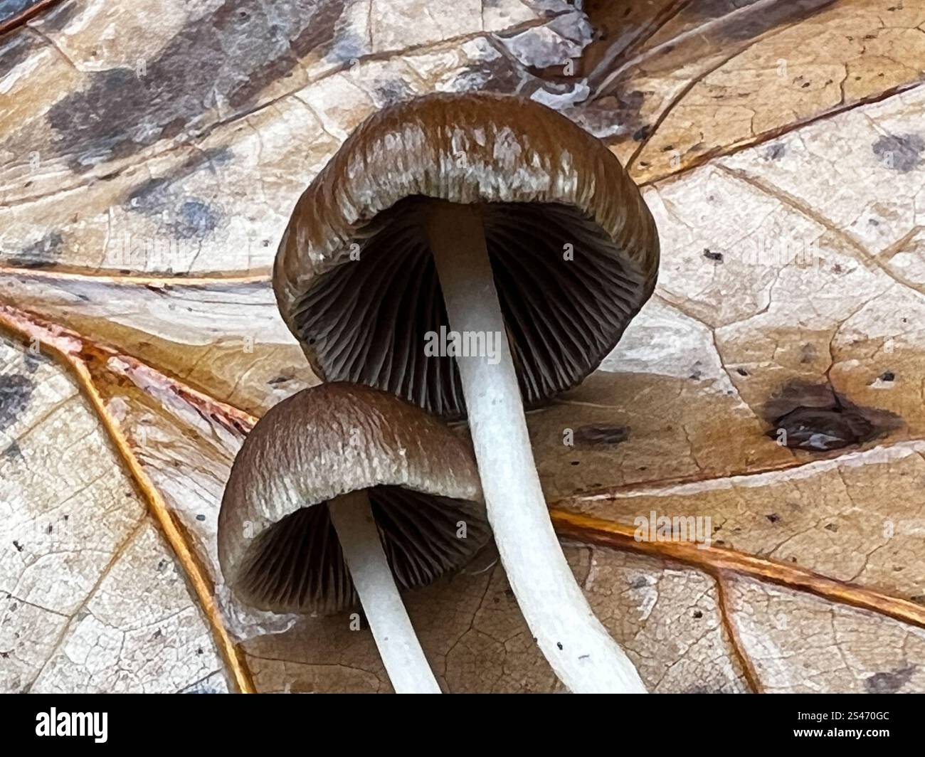 Common Stump Brittlestem (Psathyrella piluliformis Stock Photo - Alamy