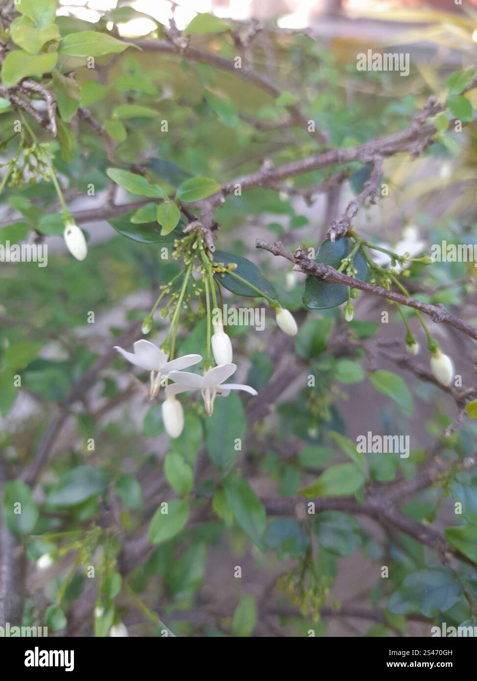 Water jasmine (Wrightia religiosa Stock Photo - Alamy