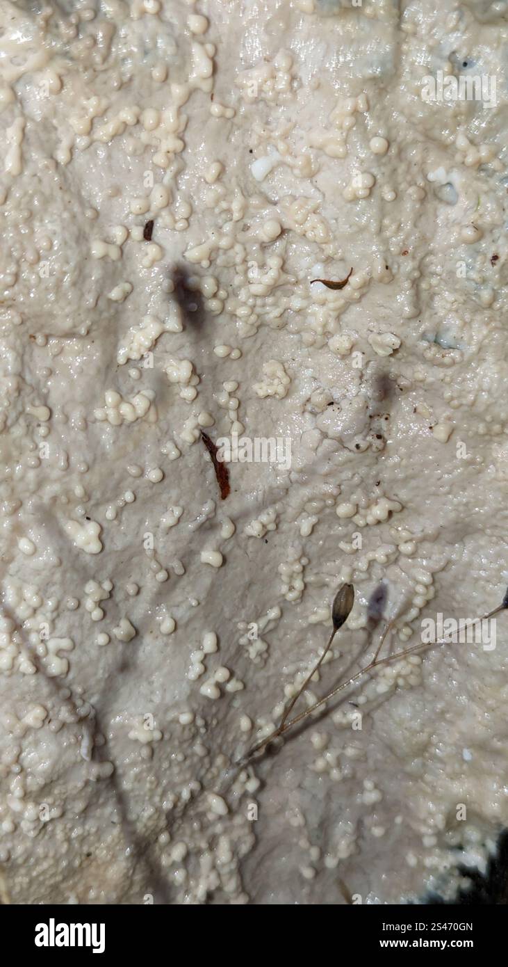Tapioca Slime Mold (Brefeldia maxima Stock Photo - Alamy