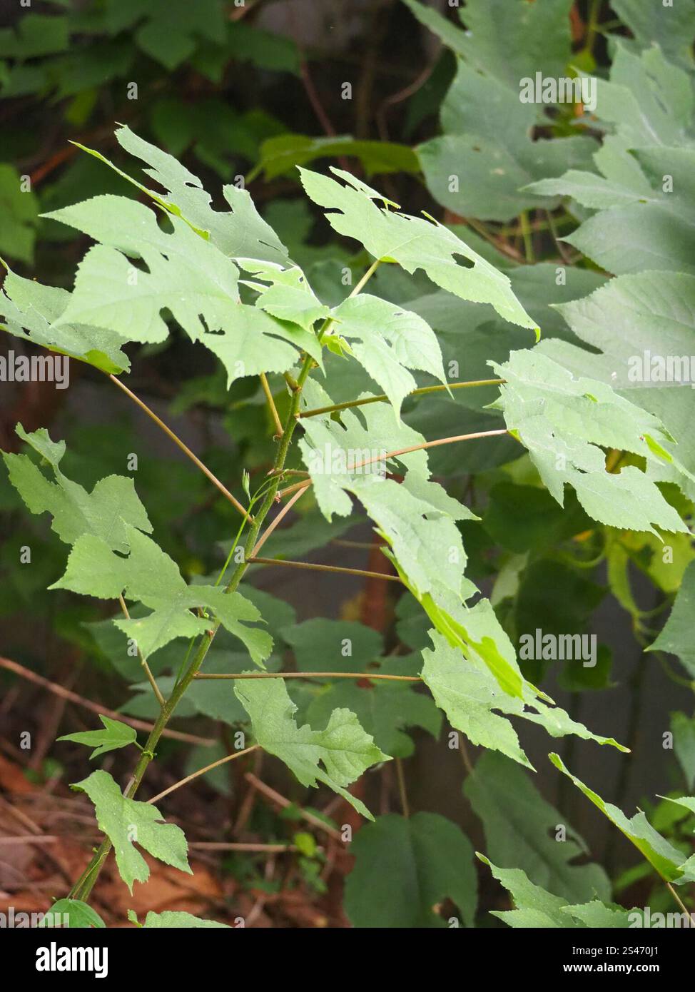 Paper mulberry (Broussonetia papyrifera Stock Photo - Alamy