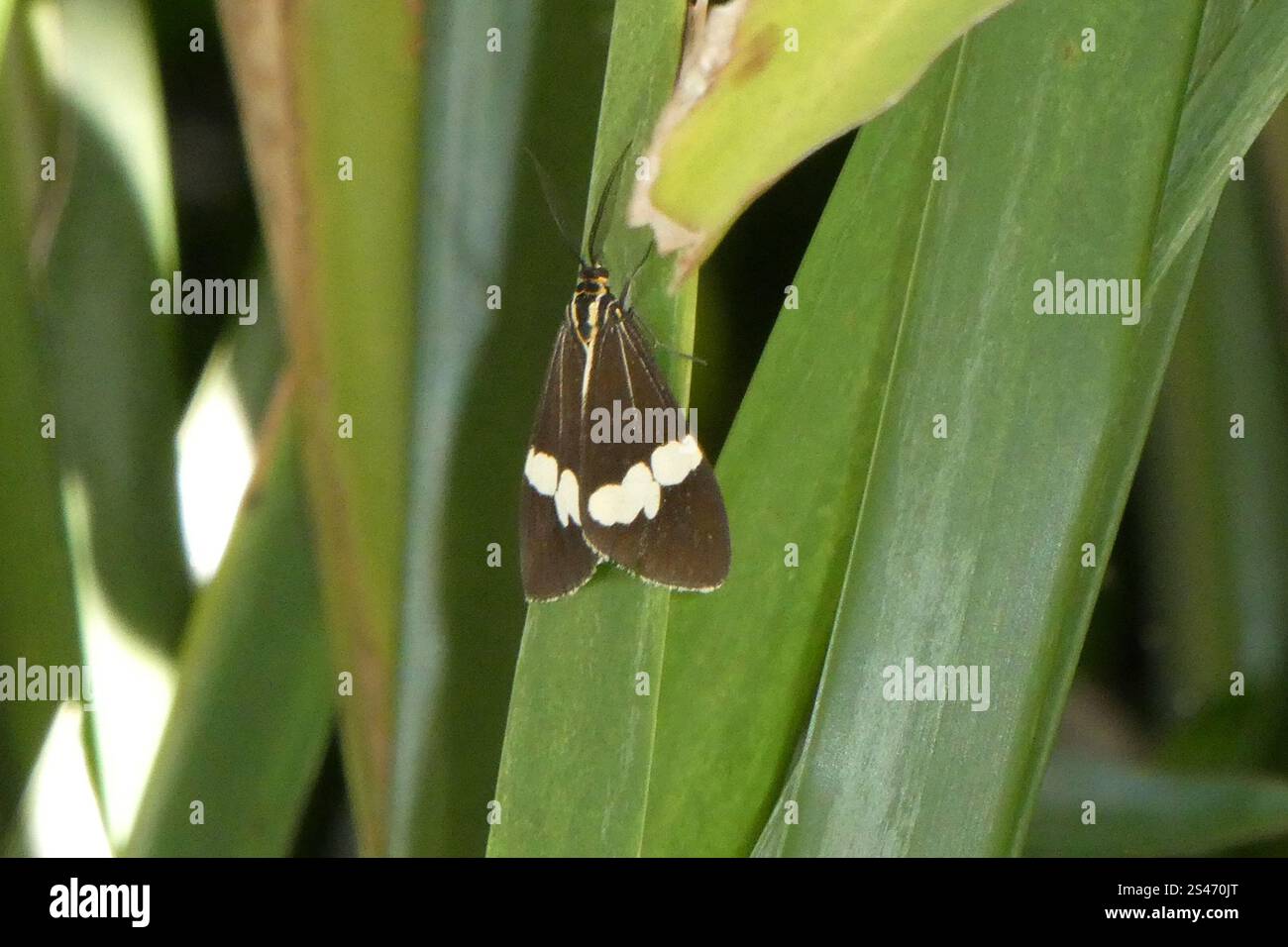 Australian magpie moth (Nyctemera amicus Stock Photo - Alamy