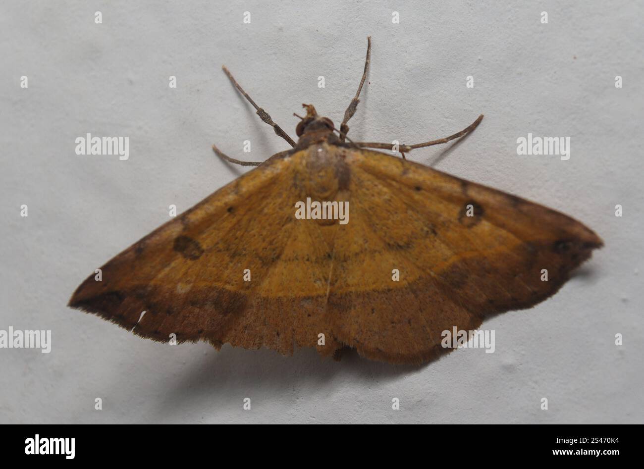 Underwing, Tiger, Tussock, and Allied Moths (Erebidae Stock Photo - Alamy