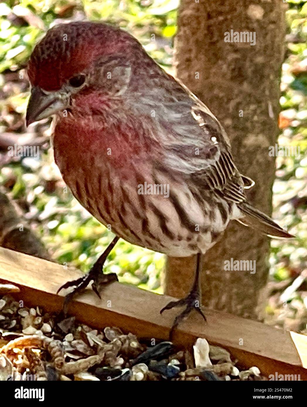 House Finch (Haemorhous mexicanus Stock Photo - Alamy