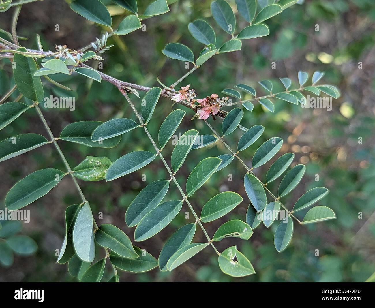 True Indigo (Indigofera tinctoria Stock Photo - Alamy