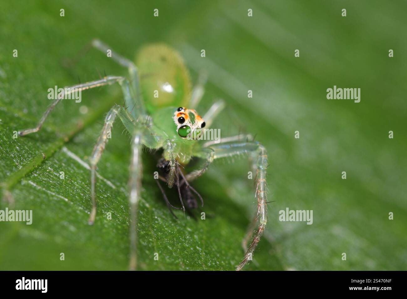 Translucent Green Jumping Spiders (Lyssomanes Stock Photo - Alamy