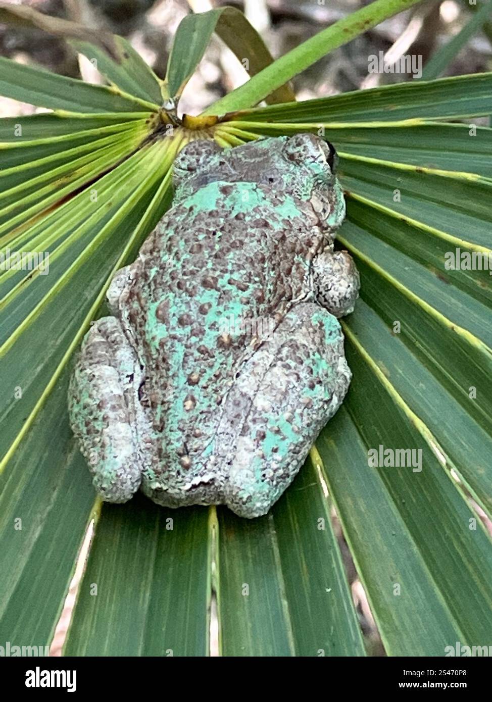 Cuban Tree Frog (Osteopilus septentrionalis Stock Photo - Alamy