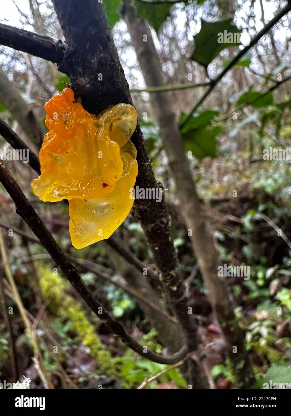 witch's butter (Tremella mesenterica Stock Photo - Alamy