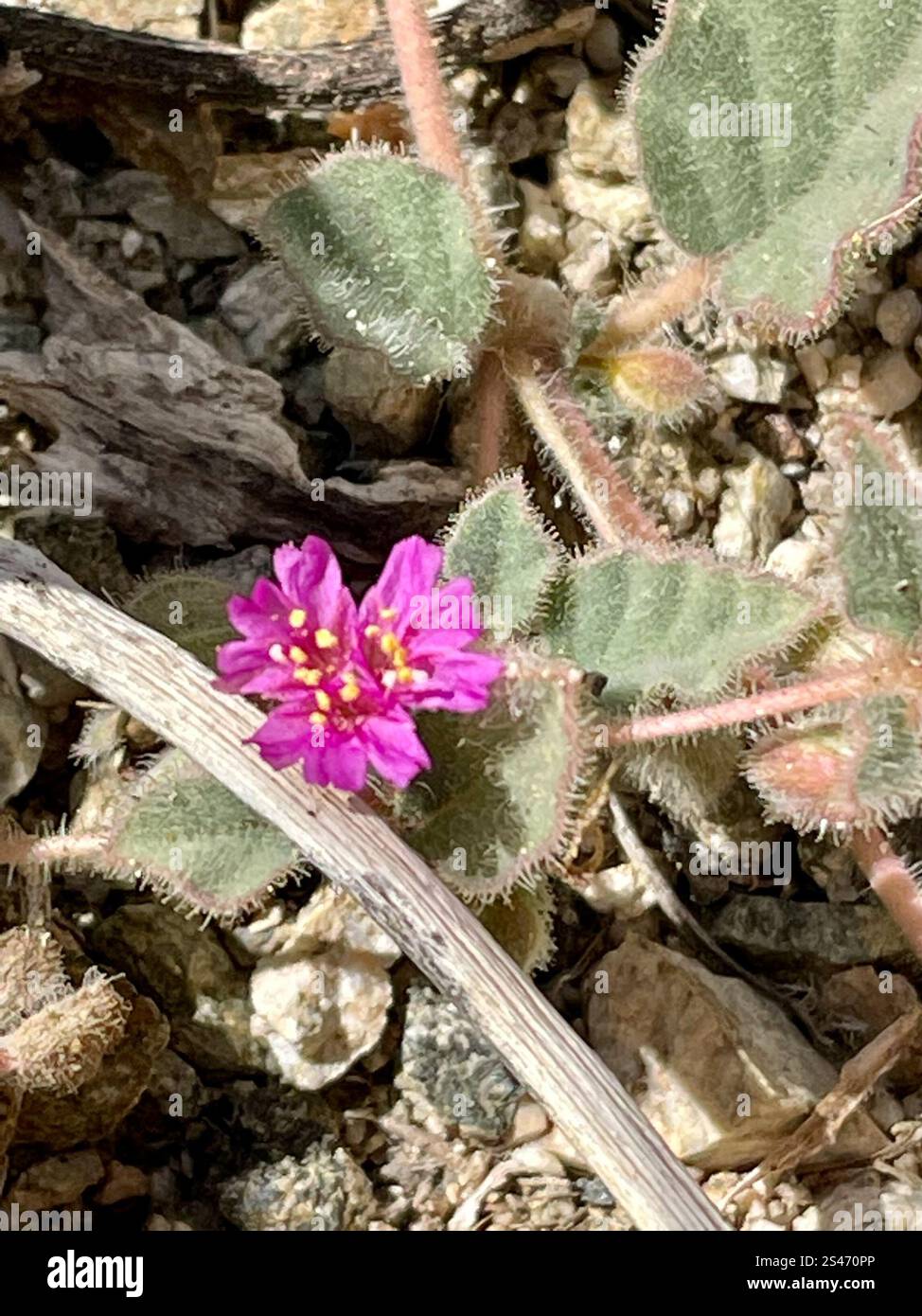 Trailing Windmills (Allionia incarnata Stock Photo - Alamy