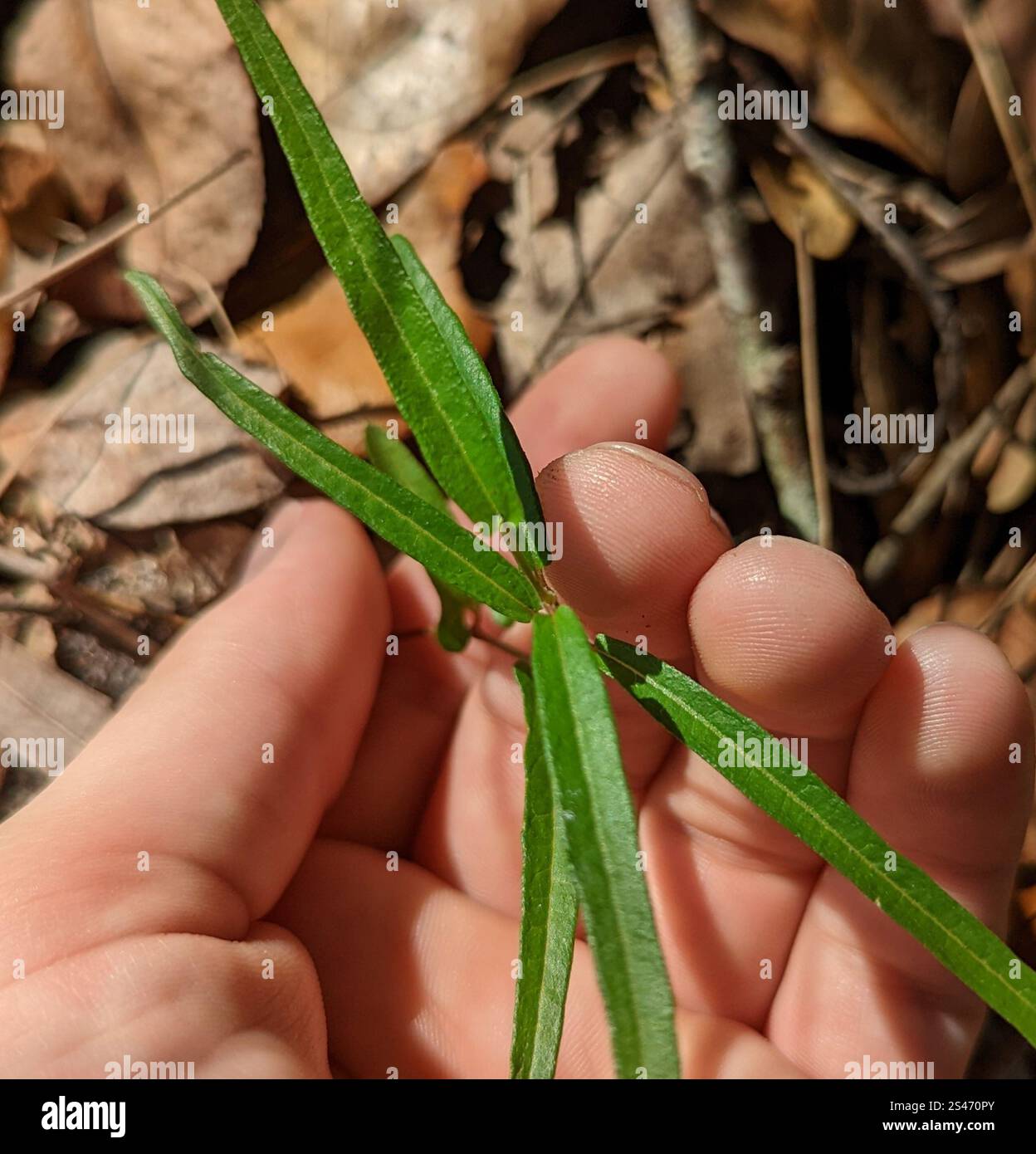 Virginia snakeroot (Aristolochia serpentaria Stock Photo - Alamy