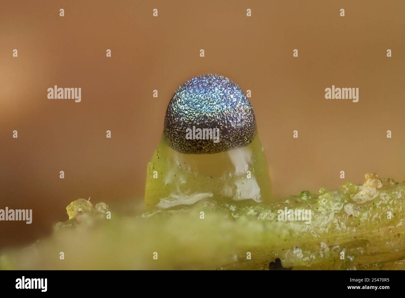 Colloderma oculatum, commonly known as eyeball slime mold, microscope ...