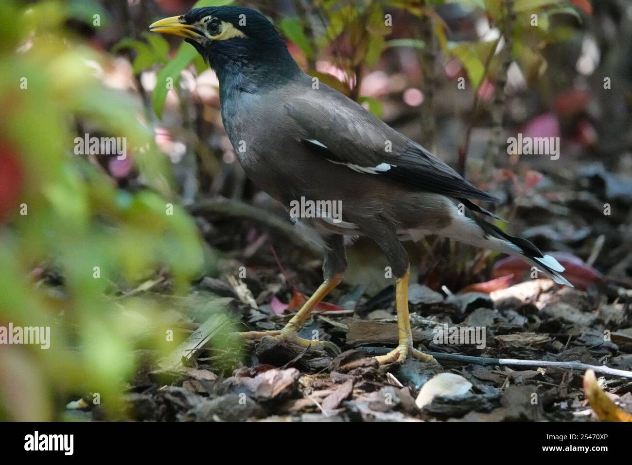 Common Myna (Acridotheres tristis Stock Photo - Alamy