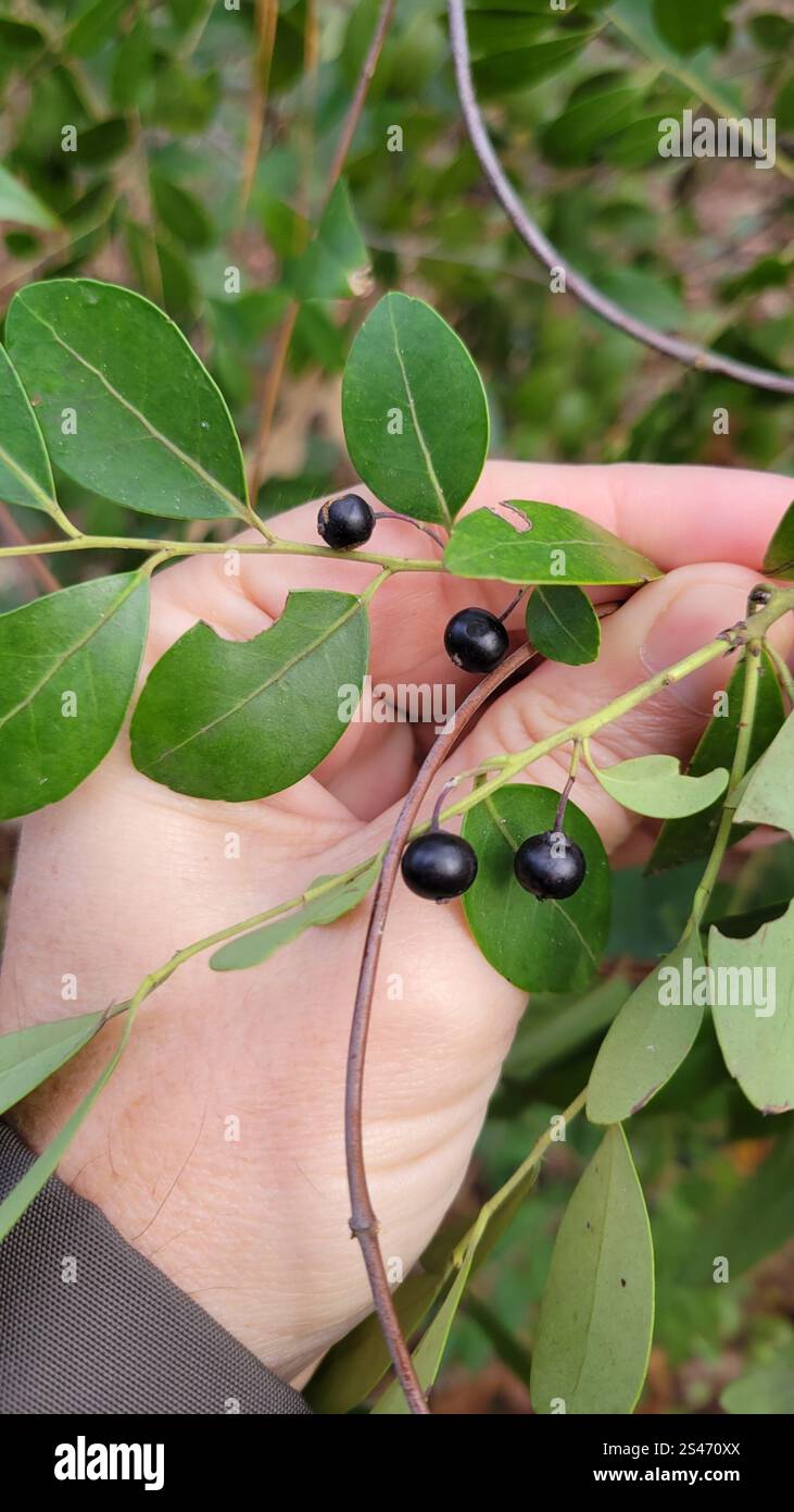 gallberry (Ilex glabra Stock Photo - Alamy