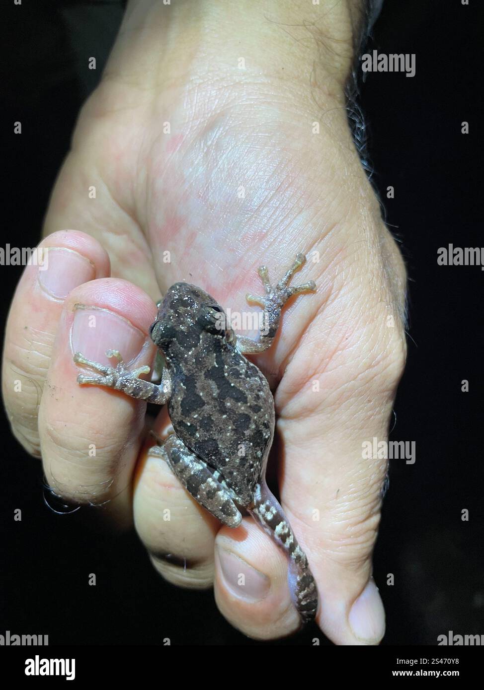 Argentine Snouted Tree Frog (Scinax granulatus Stock Photo - Alamy