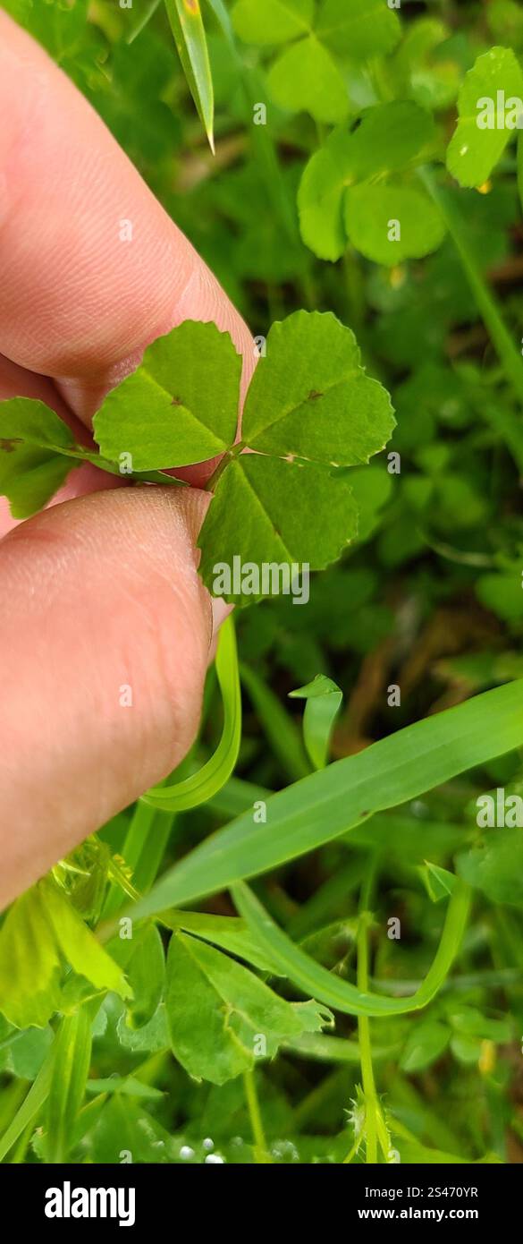 Spotted medick (Medicago arabica Stock Photo - Alamy