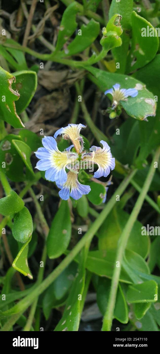 dune fan-flower (Scaevola calendulacea Stock Photo - Alamy