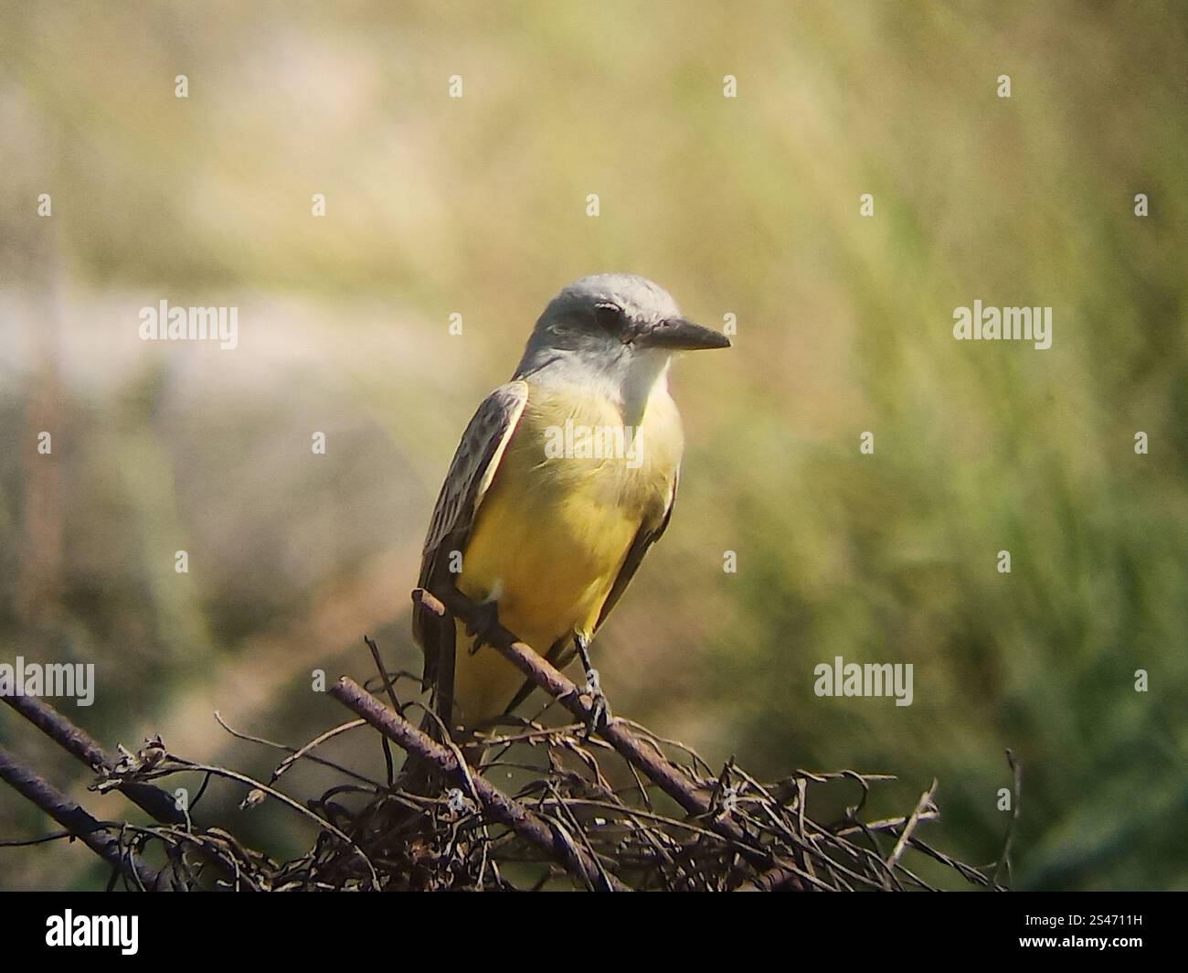 Tropical Kingbird (Tyrannus melancholicus Stock Photo - Alamy