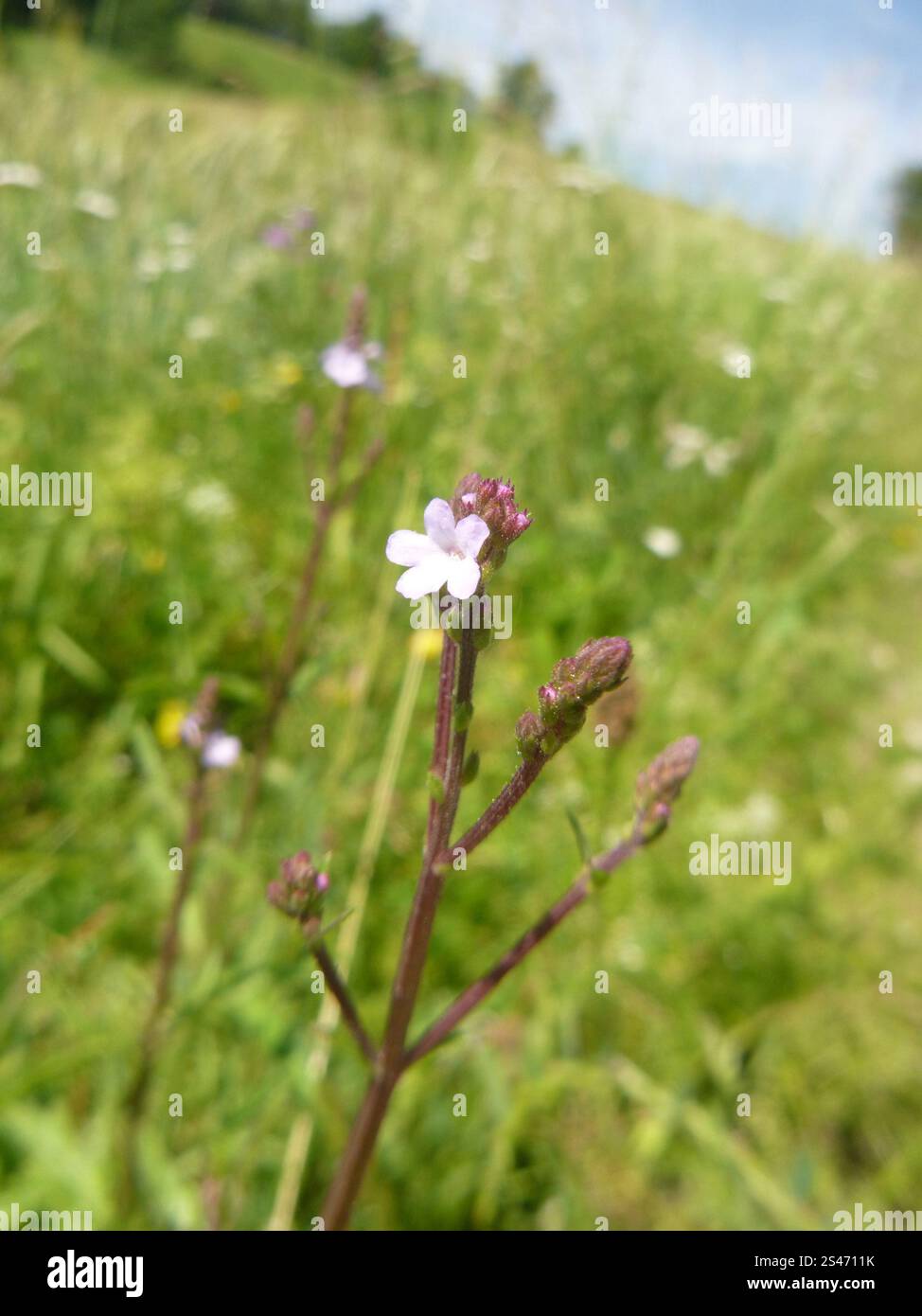 Common vervain (Verbena officinalis Stock Photo - Alamy
